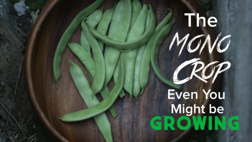 The Mono Crop Even YOU Might be Growing! (And what we can do to change ...