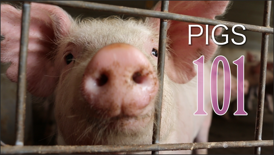 SHORT: Pigs 101 - Homesteady