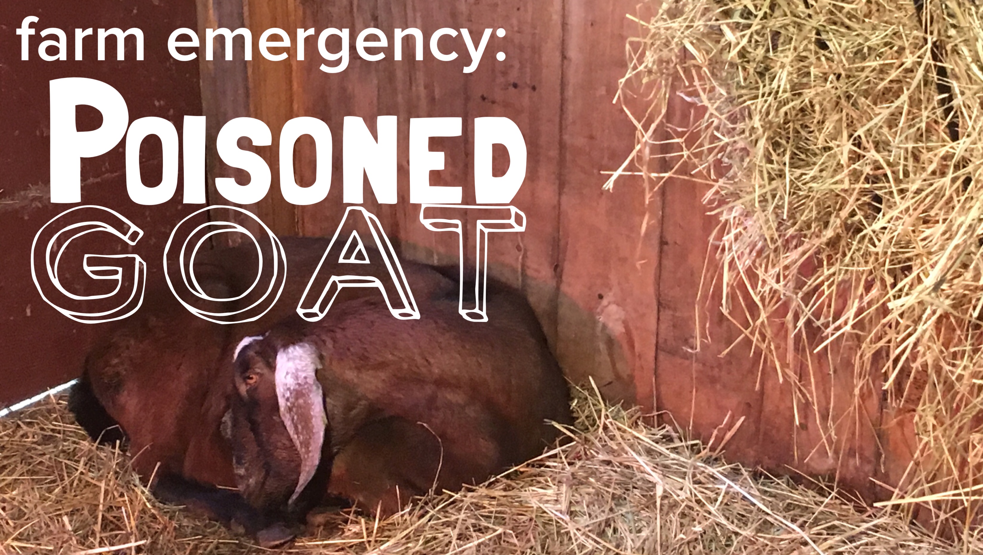 Farm Emergency: Poisoned Goat - Homesteady
