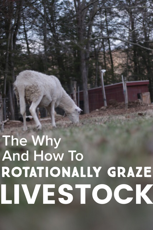 How Livestock and Rotational Grazing (with the help of moveable fencing ...