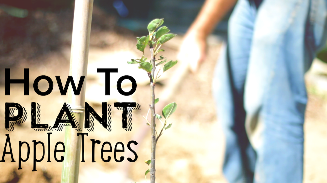 When is the Best Time to Plant Apple Trees? - Homesteady