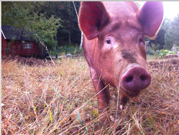 How To Raise Pigs for Meat on the Homestead - Homesteady