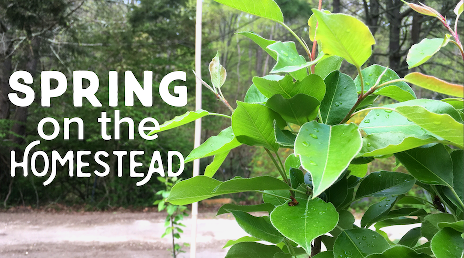 Spring on the Homestead - Homesteady