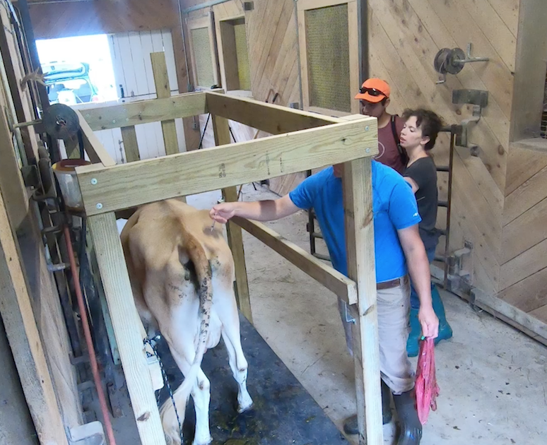 Breeding Our Family Milk Cow! - Homesteady