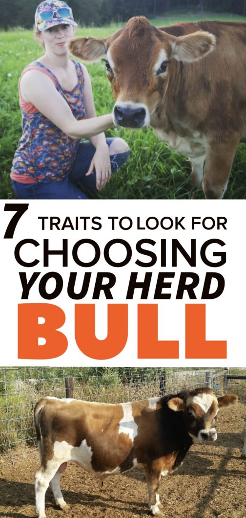 How To Choose a Bull for Breeding My Family Cow To - Homesteady