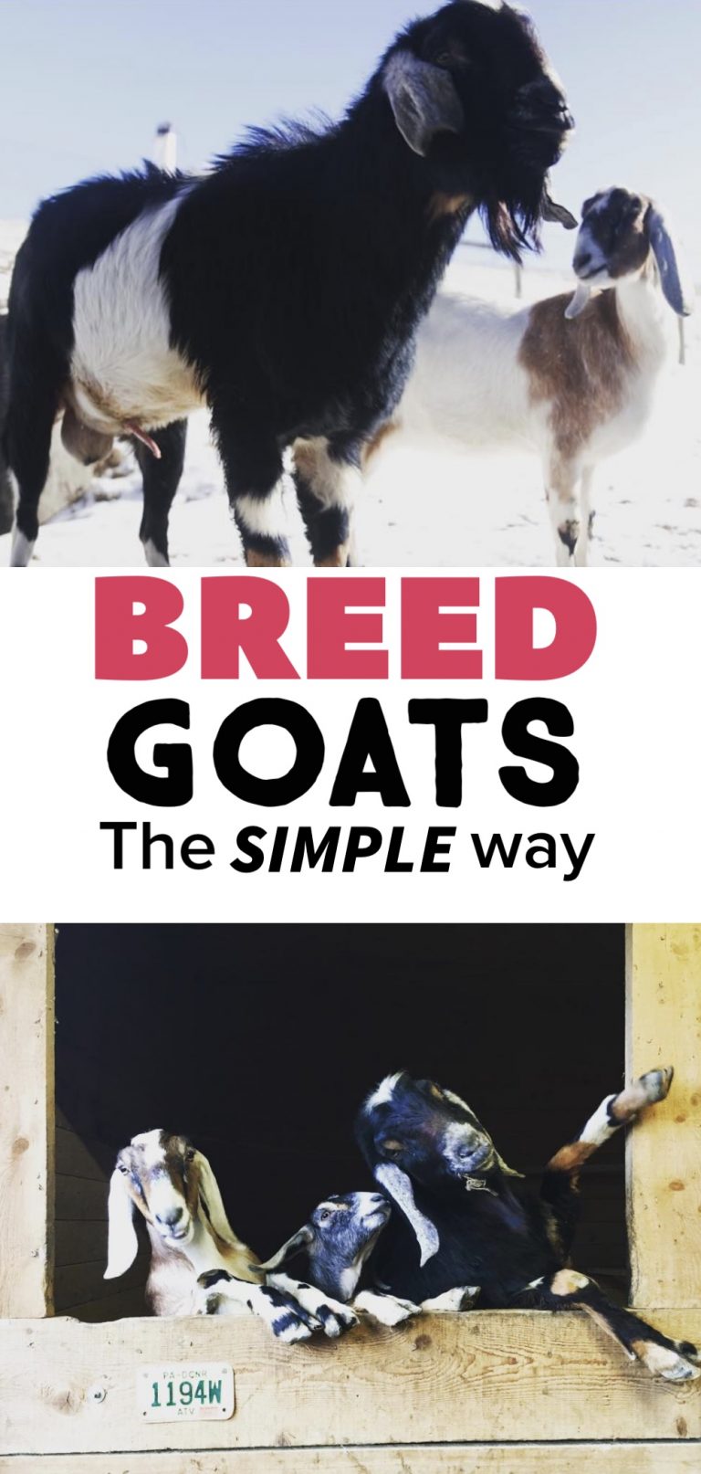 How To Breed Goats - Homesteady
