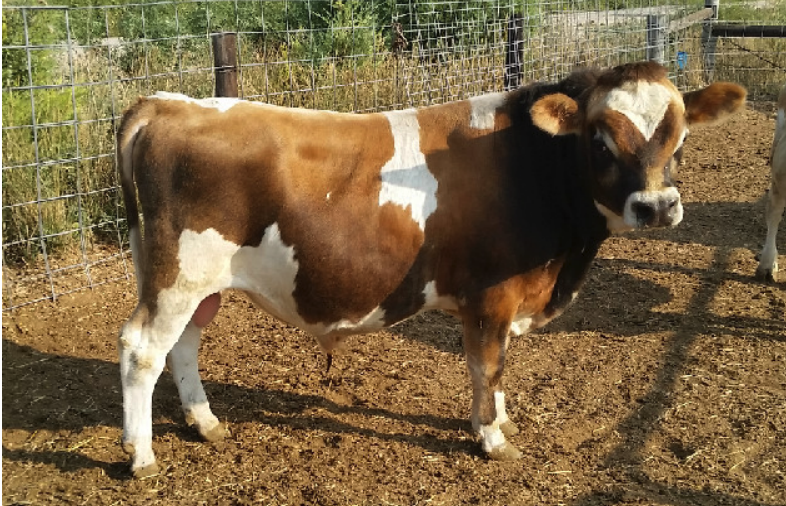 How To Choose a Bull for Breeding My Family Cow To - Homesteady