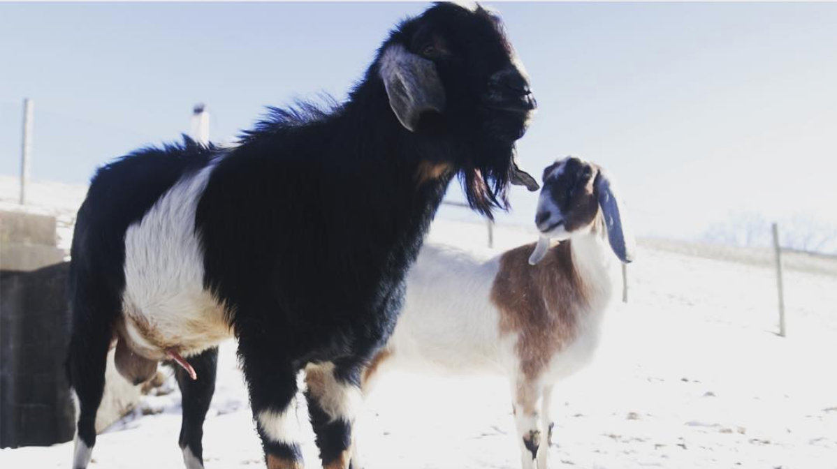 How To Breed Goats - Homesteady