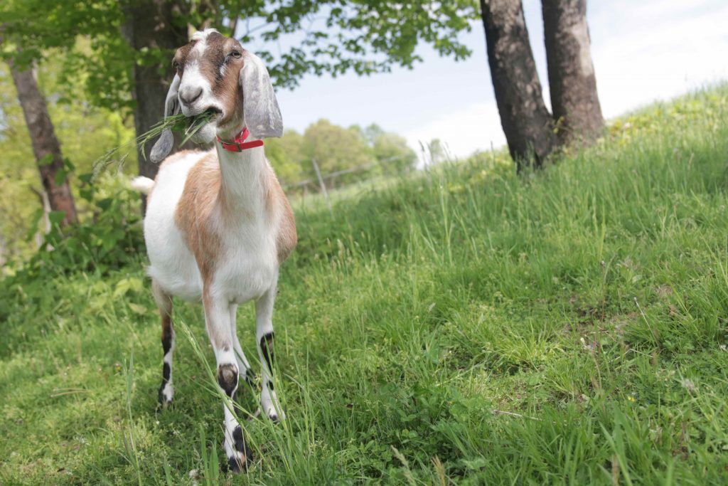 How To Set Up Electric Fence for Goats and Train Them to it in just 30 ...