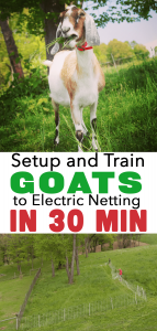 How To Set Up Electric Fence for Goats and Train Them to it in just 30 ...