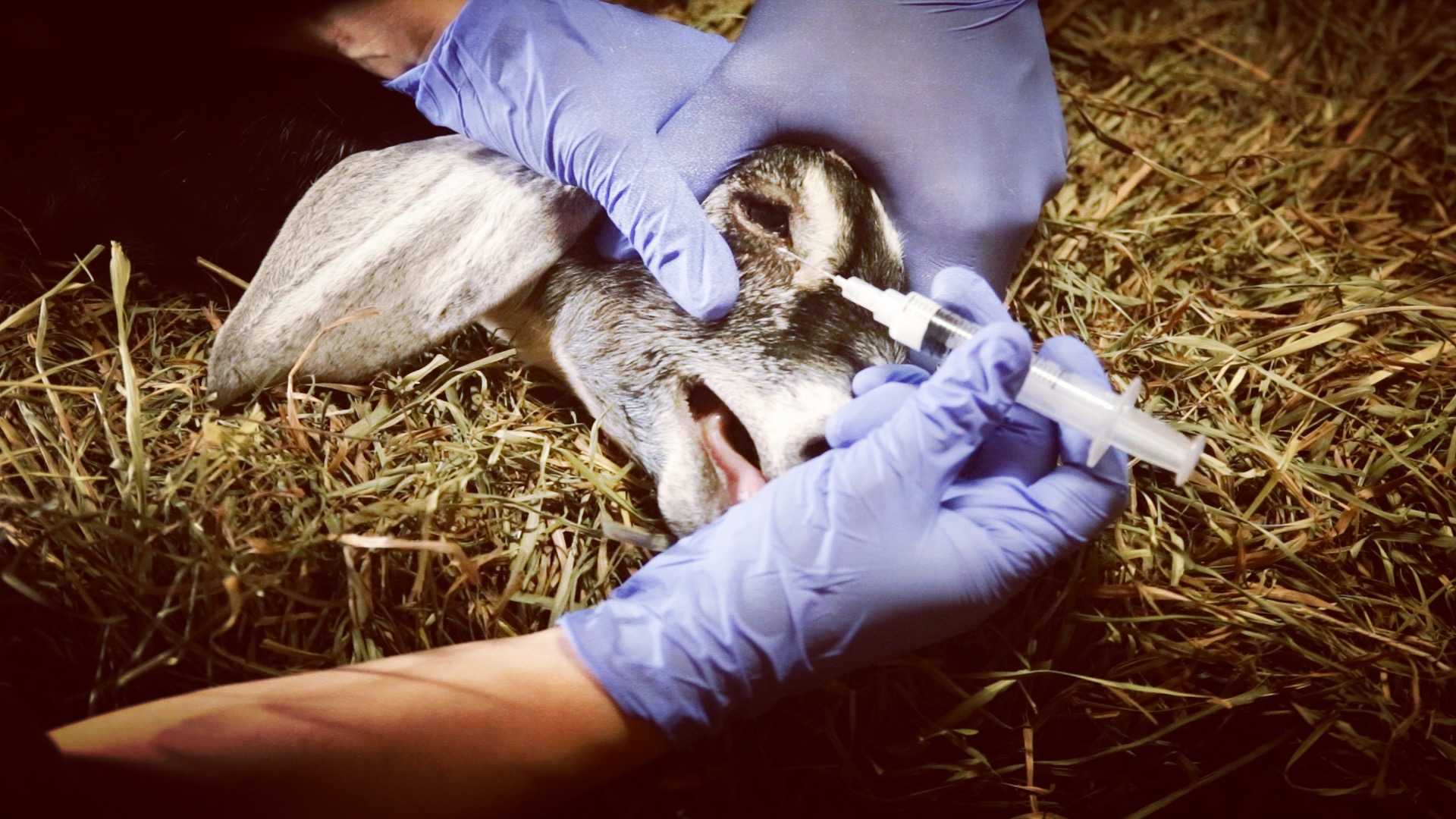 How To Fix an Entropion Eyelid - Homesteady