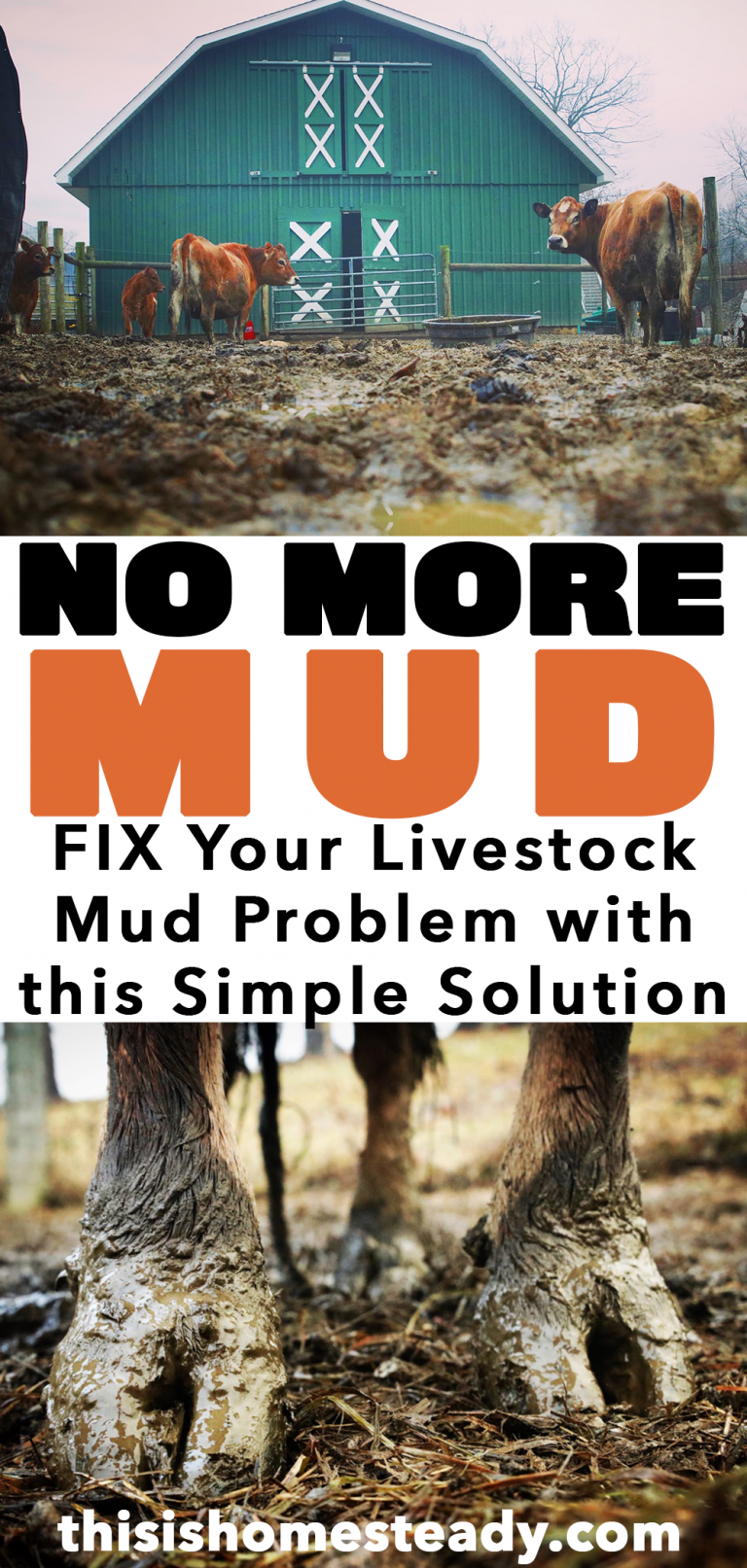 NO MORE MUD! A SIMPLE SOLUTION To Livestock MUD PROBLEM - Heavy Traffic ...