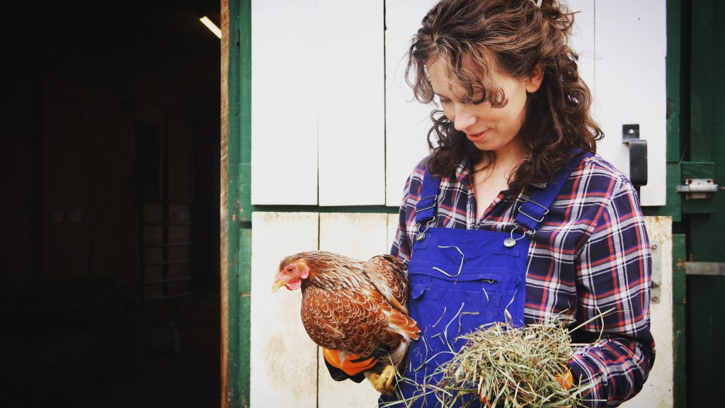 GET CHICKENS THIS YEAR - Homesteady