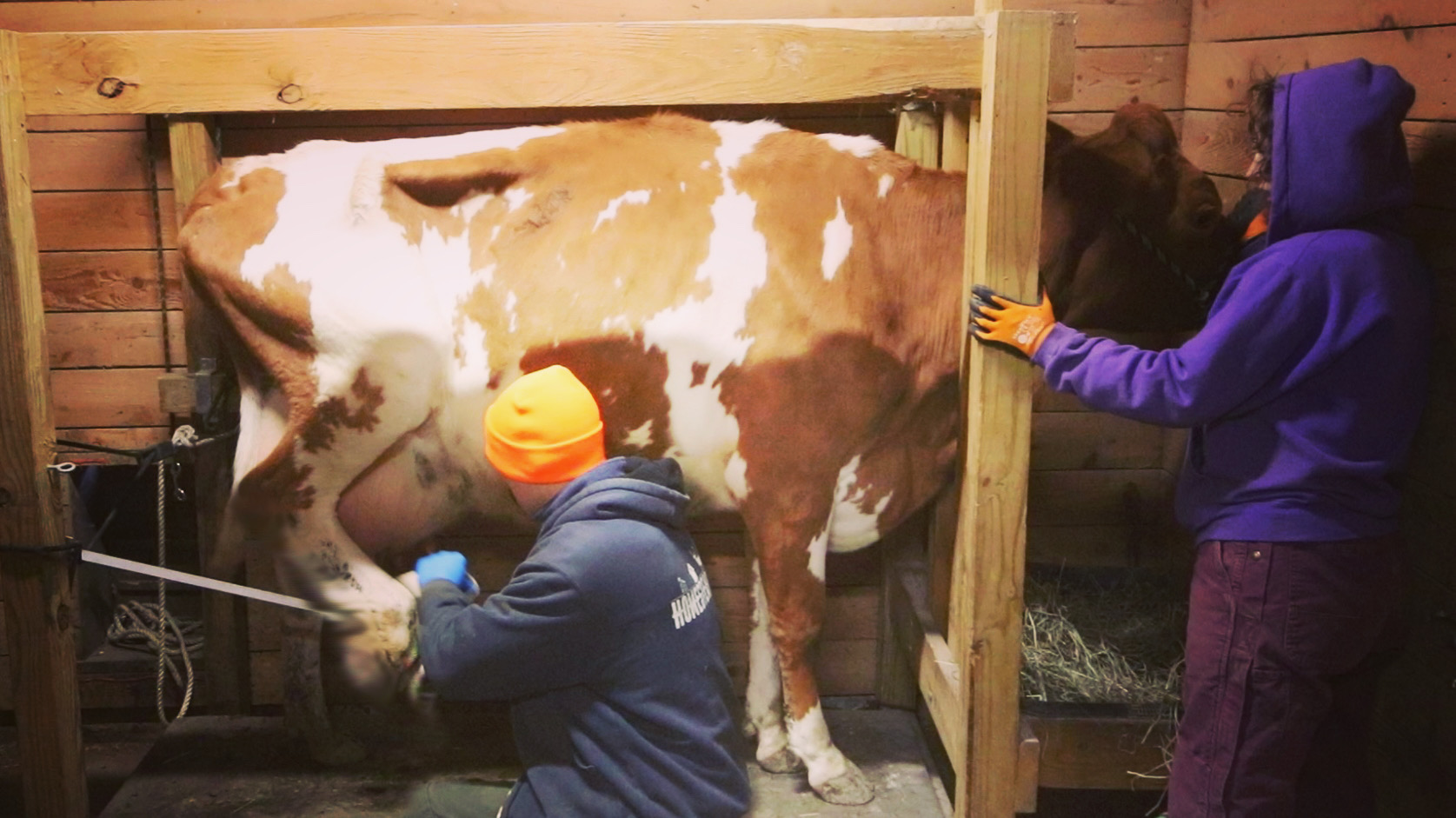 Problem... Our New Cow KICKS! Can This Simple Tool Fix It? - Homesteady