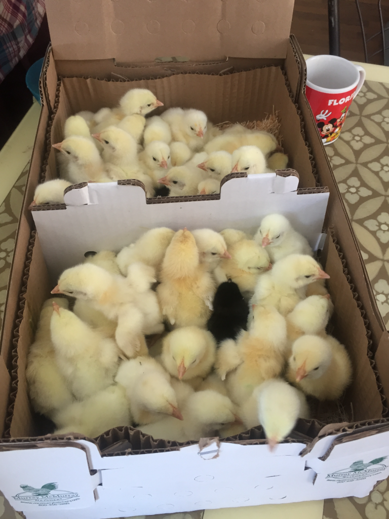 The BEST Way To Start Your Chicken Flock - Homesteady