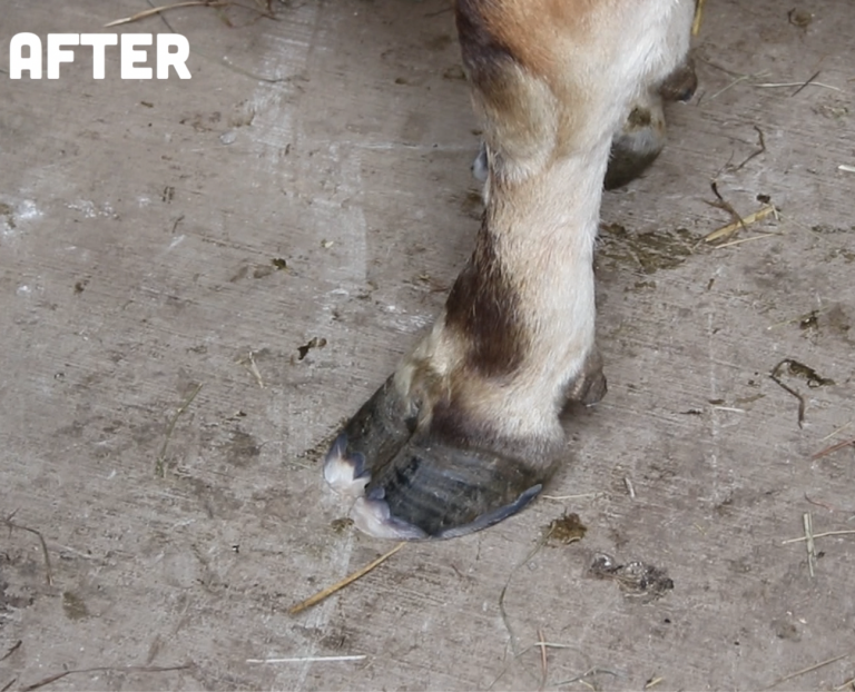 SIMPLE FIX to AVOID BIG PROBLEMS with YOUR COW'S HOOFS - Homesteady