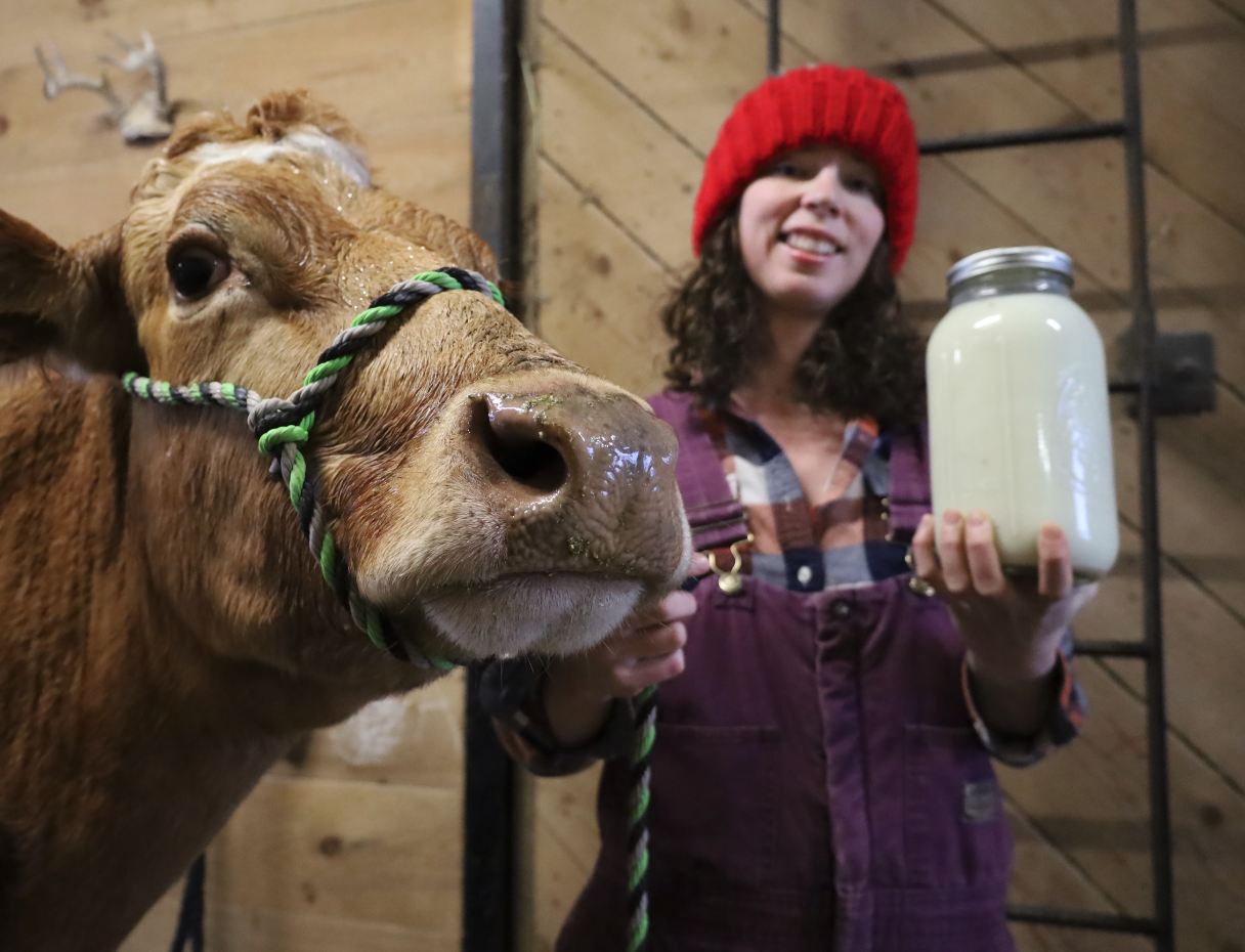 Ways your Family Milk Cow can EARN You CASH! - Homesteady