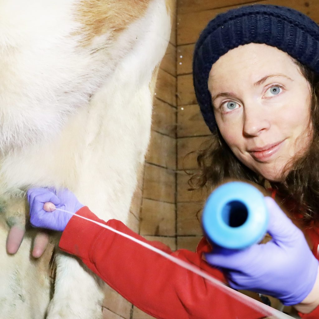 HOW TO Milk a Cow Made EASY- Each Step and Setup for BEGINNERS - Homesteady