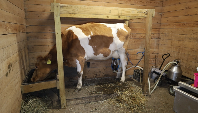 HOW TO Milk a Cow Made EASY- Each Step and Setup for BEGINNERS - Homesteady