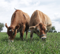 HOW TO Milk a Cow Made EASY- Each Step and Setup for BEGINNERS - Homesteady