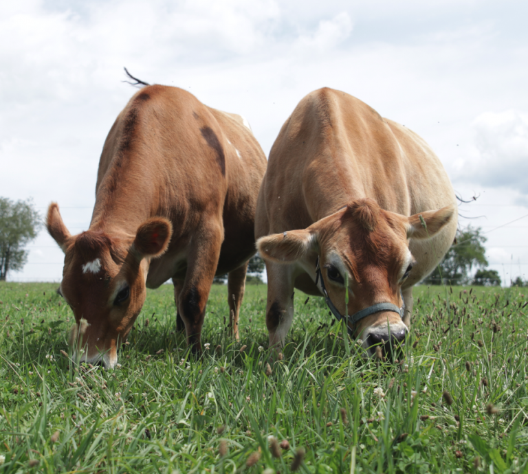 HOW TO Milk a Cow Made EASY- Each Step and Setup for BEGINNERS - Homesteady
