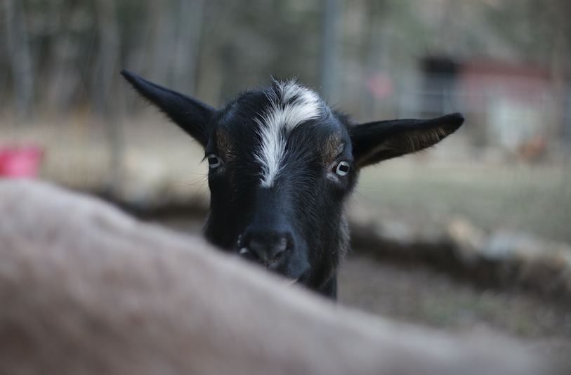 3 DEADLY Problems 90% Of Goat Owners Face. FIX THEM. - Homesteady