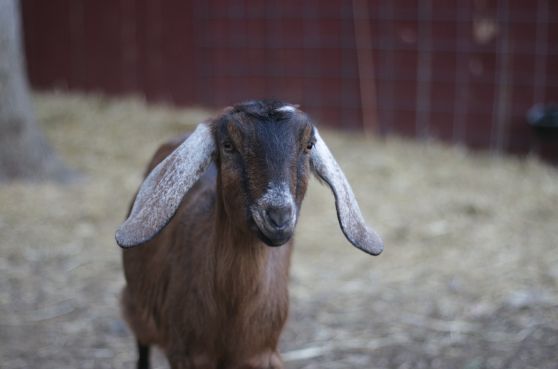 3 DEADLY Problems 90% Of Goat Owners Face. FIX THEM. - Homesteady