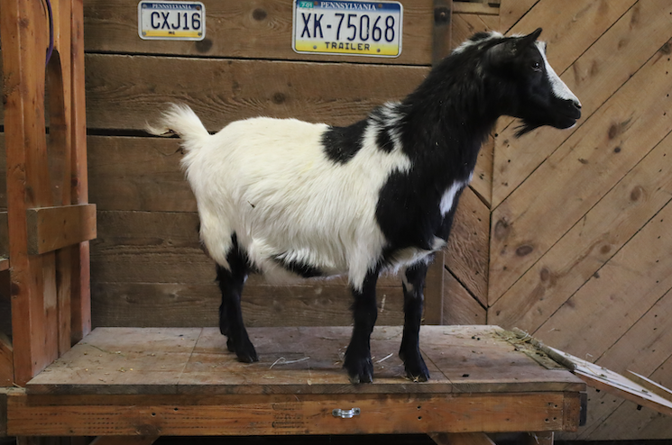 3 DEADLY Problems 90% Of Goat Owners Face. FIX THEM. - Homesteady