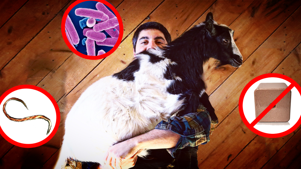 3 DEADLY Problems 90% Of Goat Owners Face. FIX THEM. - Homesteady